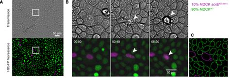 2 High Throughput Image Analysis Pipeline For Long Term Analysis Of