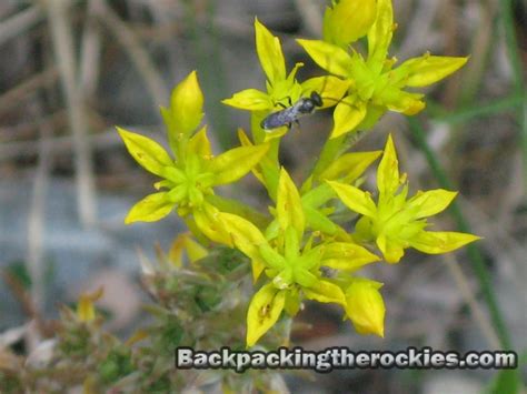 Yellow Stonecrop Sedum Fly Fishing Tips And Tactics