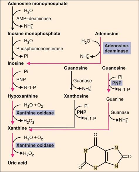 Purine Nucleotide
