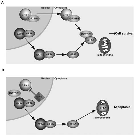 Xpo1 Crm1 Inhibition Causes Antitumor Effects By Mitochondrial Accumulation Of Eif5a Pmc