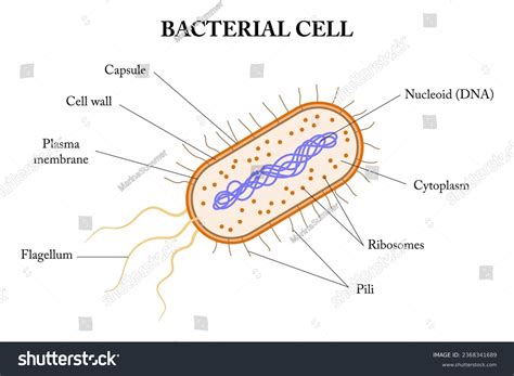 structere bacterial cell diagram stock illustration 2368341689