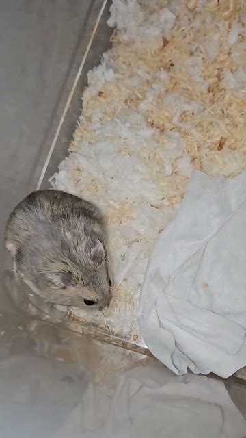 뚜껑 하나들고 엄청신난 햄스터ㅋㅋ♡⸜ ˆᗜˆ˵ ⸝♡ Youtube