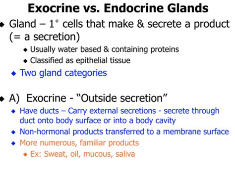 Exocrine Anatomy Lecture Flashcards Quizlet