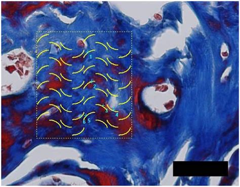 Representative Images From The Stereological Analysis Ninety Six Download Scientific Diagram
