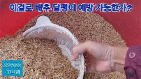 이걸로 배추 달팽이 퇴치 가능한가고니팜달팽이배추 Youtube