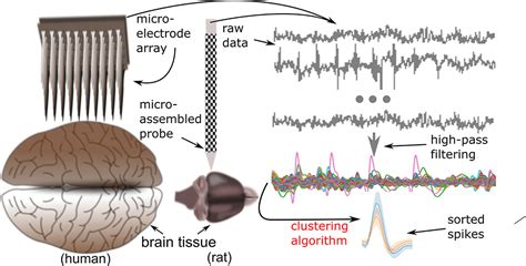 Frontiers From End To End Gaining Sorting And Employing High Density Neural Single Unit