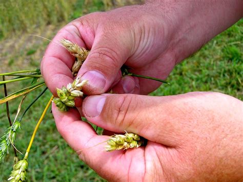 Wheat Breeding At U Of M Gets 35 Million Boost Manitoba Co Operator Wheat Breeding At U Of M Gets 35 Million Boost Manitoba Co Operator