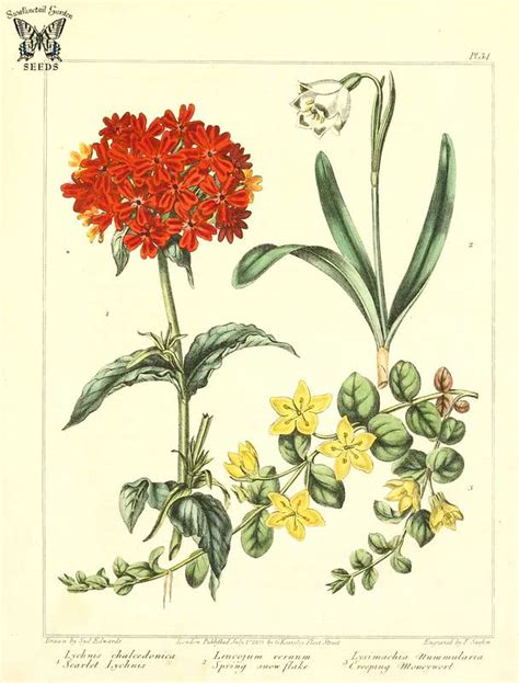 Silene Chalcedonica Identification Health Benefits Uses Invasive