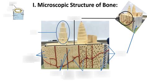 Microscopic Structure Of Bone Diagram Quizlet