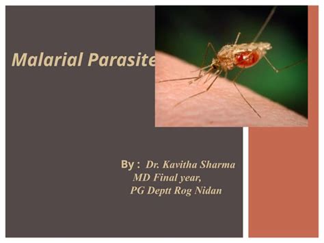Malaria Ppt Pptx Ayurveda For Life Health Pptx