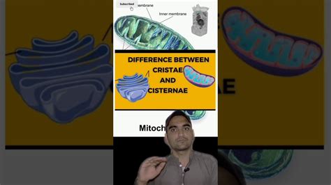 Difference B W Cisternae And Cristae Cristae Vs Cisternae Shorts Viralshorts Youtubeshorts