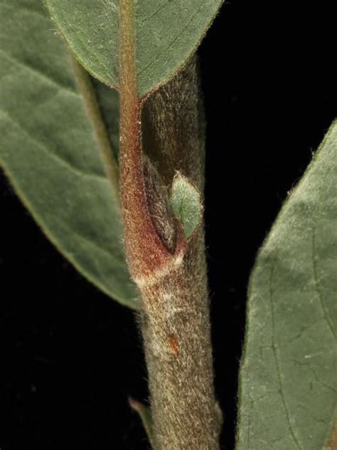 Flora Of New Zealand Taxon Profile Salix Repens