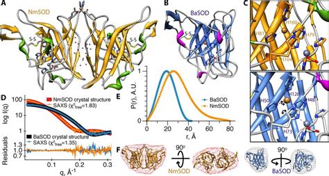 Three Dimensional X Ray Structures Of Nmsod And Basod A Nmsod Is A