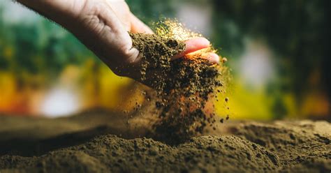 How Organic Mulch Affects Soil Health Veransa Group