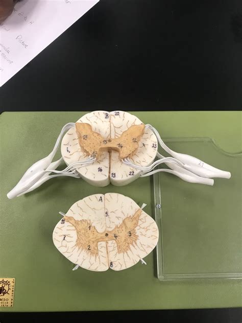 Spinal Cord Lab 4 Diagram Quizlet