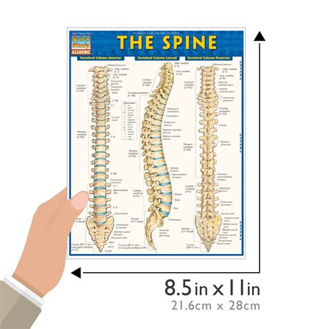 QuickStudy The Spine Laminated Study Guide Educational Outfitters