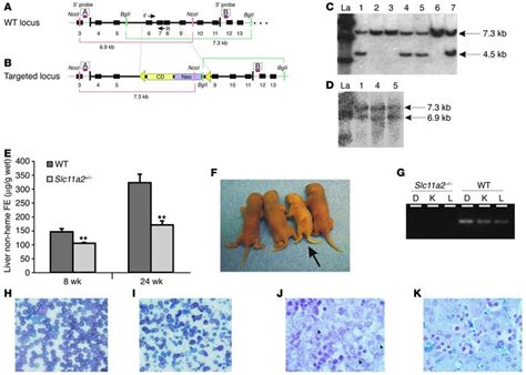 Jci Slc11a2 Is Required For Intestinal Iron Absorption And