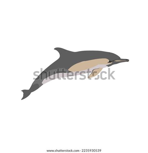 Delphinus Delphis Over 23 Royalty Free Licensable Stock Vectors
