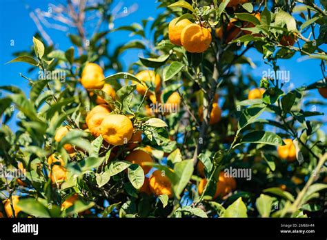 Mandarin Orange Also Known As The Mandarin Or Mandarine Is A Small