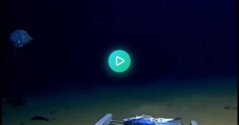 Rare Sea Creature Filmed At The Bottom Of The Java Trench 72 Km Deep