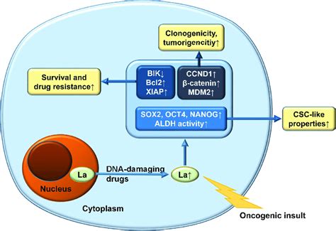 Roles Of La Protein As A Tumor Promoter And Multidrug Resistance Agent