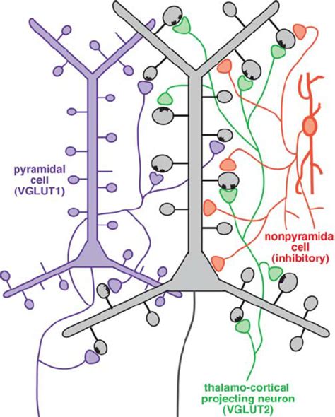Electron Micrograph Showing A Perforate Synapse Sp1 Corresponding