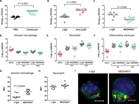 Staphylococcus Aureus α Toxin Potentiates Opportunistic Bacterial Lung Infections Science