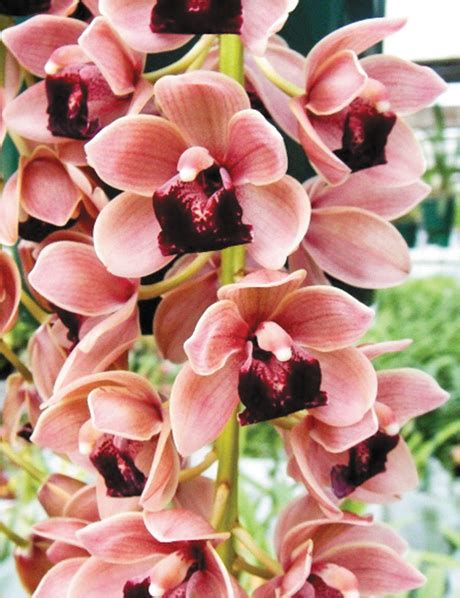 Cascading Cymbidium Orchids Tesselaar