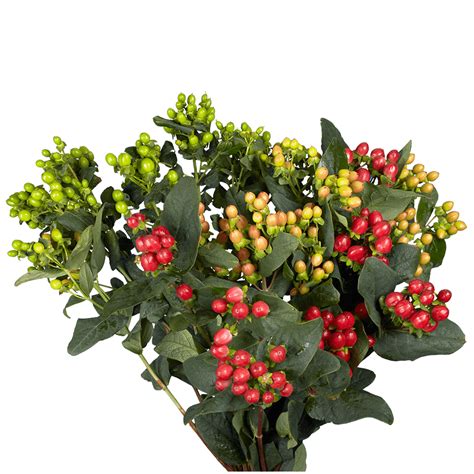 Best Assorted Color Hypericum Flowers