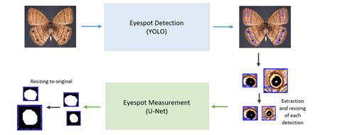 Overview Of The Two Cnns Approach For First Detecting And Then Download Scientific Diagram