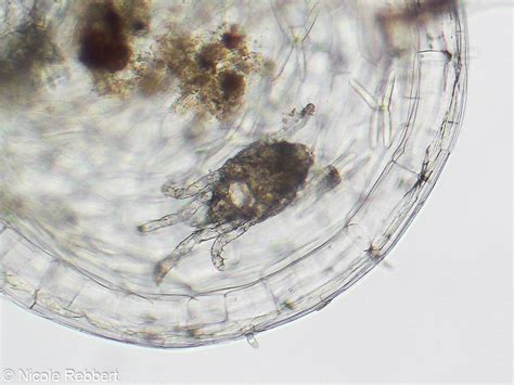 Utricularia Under The Microscope Carnivorous Plants In Cultivation