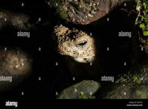 Giant River Toad Phrynoidis Juxtaspera Hiding In The Shadows Stock