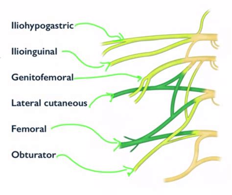 Anatomía Médula Flashcards Quizlet