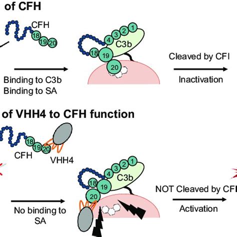Atypical Hus Alternative Pathway Of Complement Activation Download Scientific Diagram