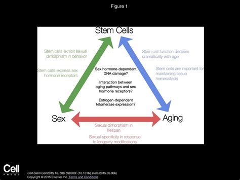 Stem Cell Aging And Sex Are We Missing Something Ppt Download
