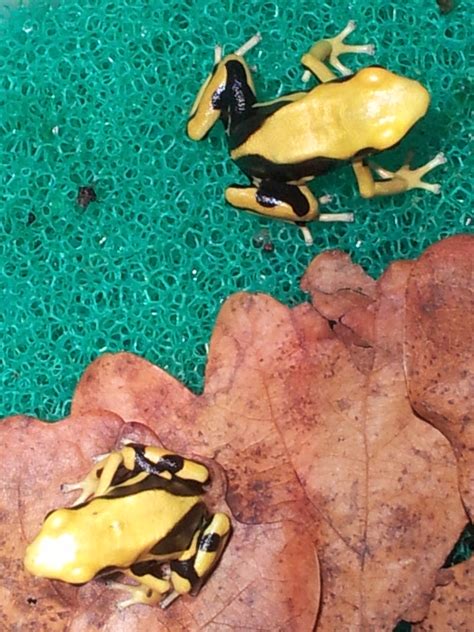 Dendrobates Tinctorius Matecho Reptile Forums