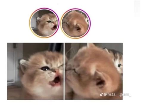 고양이 커플프사 찾아주세요 지식in