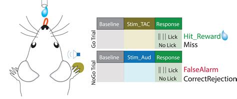 Cortical Neural Networks Department Of Neurobiology And Biophysics