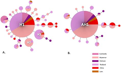 Unrooted Minimum Spanning Tree Network Showing Genetic Relationship