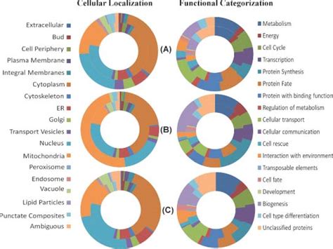 functional categorization and cellular localization of the sensitive