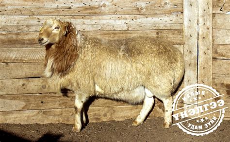 Үзэмчин үүлдэрийн үржлийн эр эм хонь Үзэмчин хонь ХХК