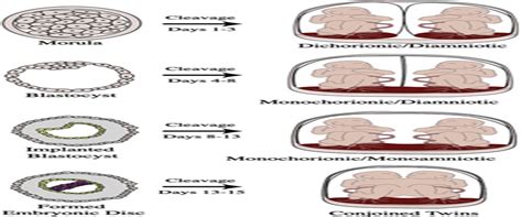 Monochorionic Twins Ttts Taps And Selective Fetal Growth Clinical Obstetrics And Gynecology