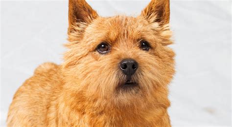 Norwich Terrier Dog Breed Information American Kennel Club