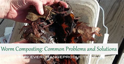Worm Composting Common Problems And Solutions