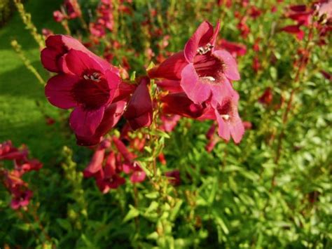 Penstemon ‘rich Ruby Online Flower Garden