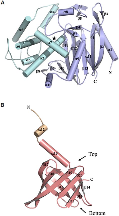 Secondary Structure Assignation For A The N And B The C Terminal Download Scientific Diagram