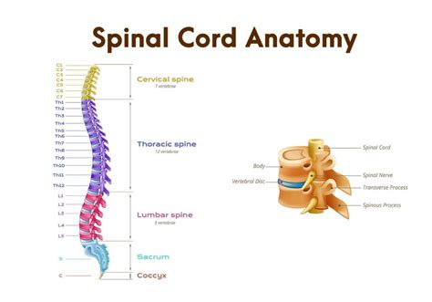 Spinal Nerve Roots Function