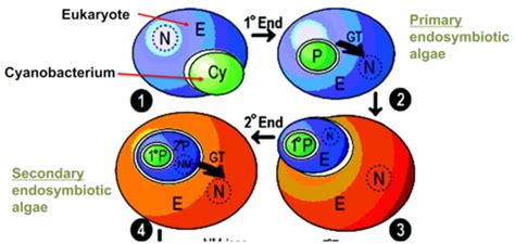 Lecture 18 Eukaryotic Microbial Diversity Part 2 Remaining Eukaryotes Flashcards Quizlet