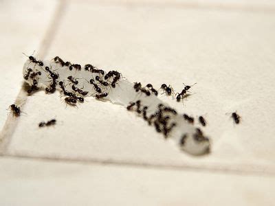 Little Black Ants In Kitchen And Bathroom Besto Blog