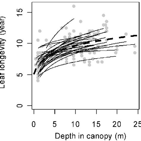 Increase In Leaf Longevity With Depth In The Canopy The Bold Dashed